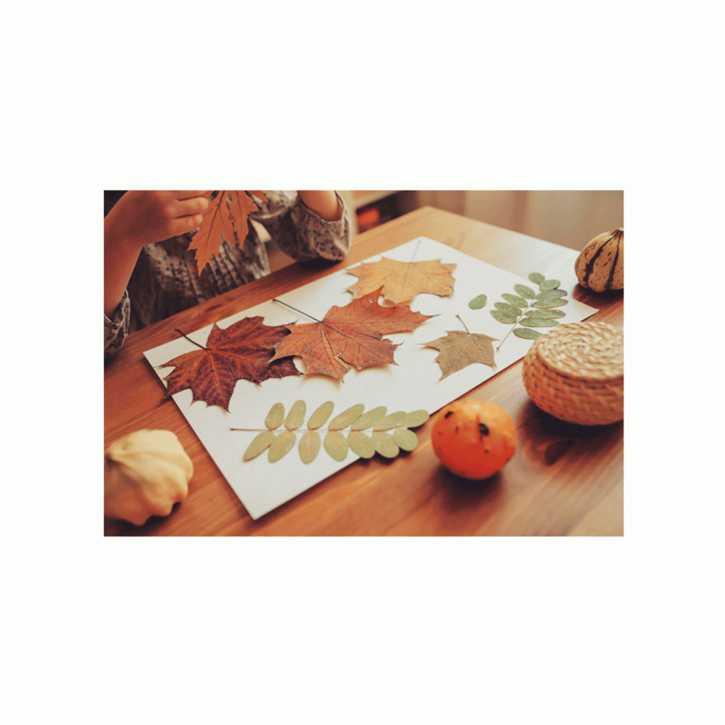 Herbarij mapa za bilje